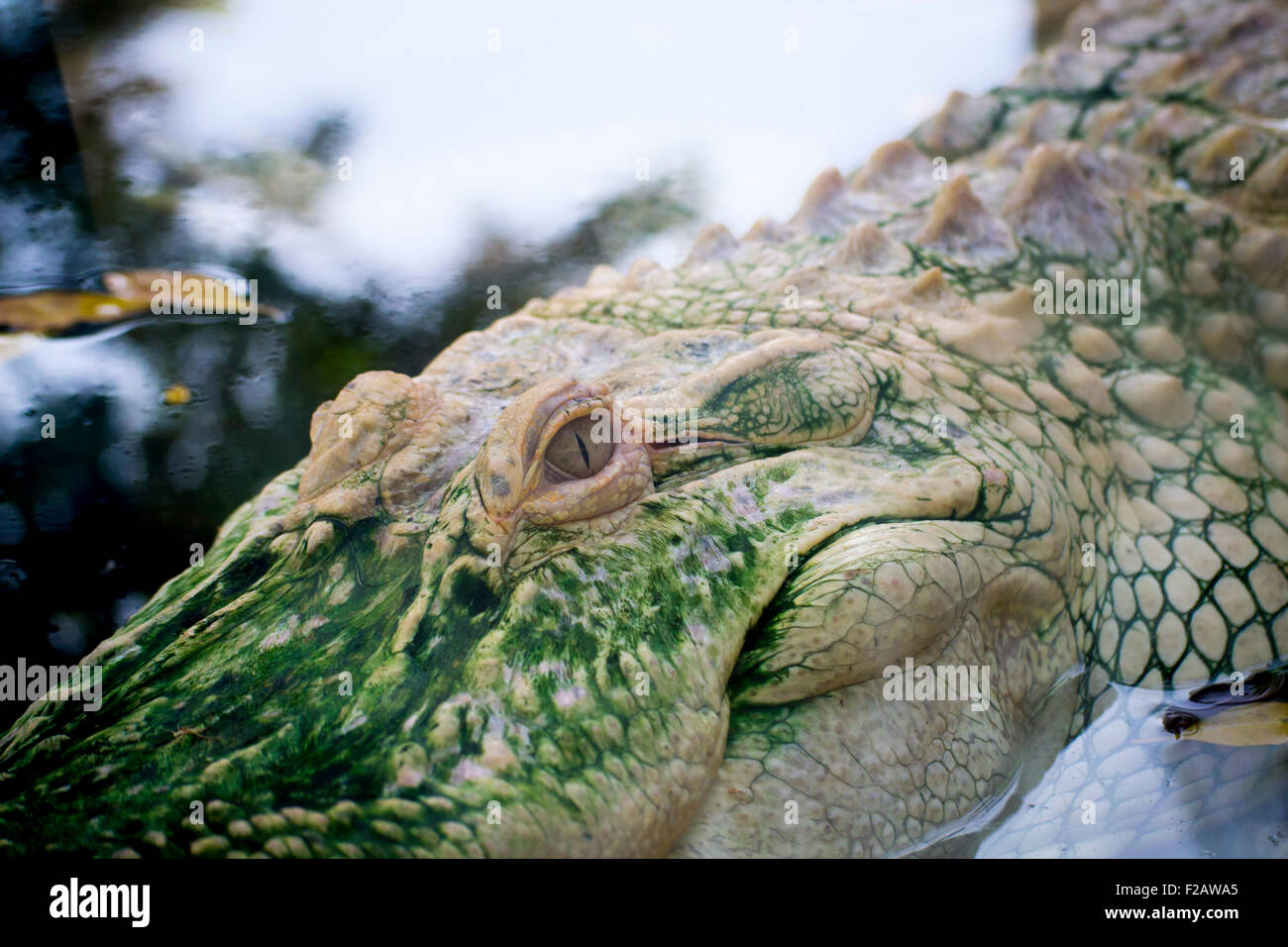 Albinismus tiere -Fotos und -Bildmaterial in hoher Auflösung – Alamy