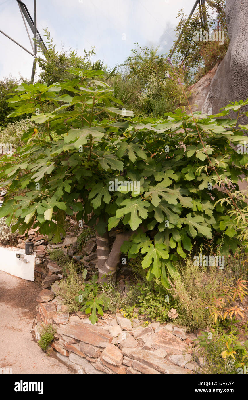 Feigenbaum Ficus Carica Stockfotografie - Alamy