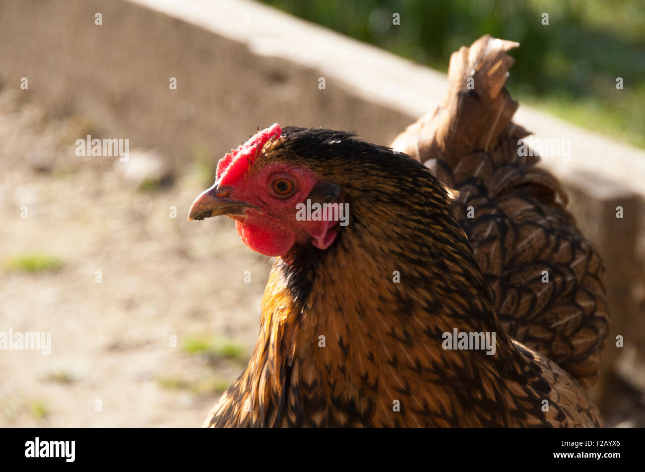 Chicken Flapping Stockfotos & Chicken Flapping Bilder - Alamy