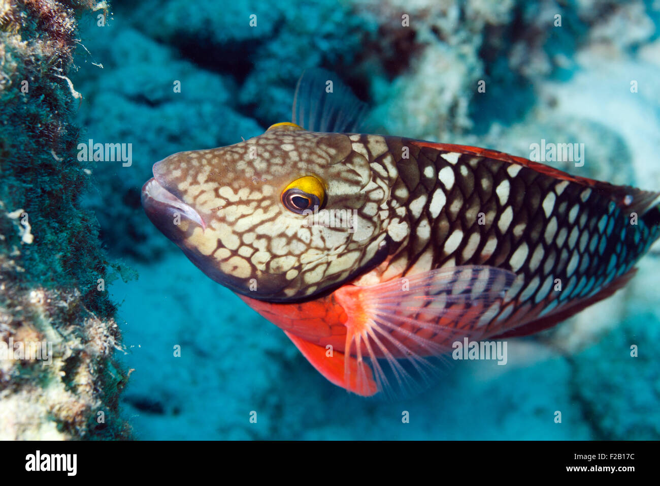 Papageienfische im Karibischen Meer um Bonaire. Papegaaivis. Foto V.D ...