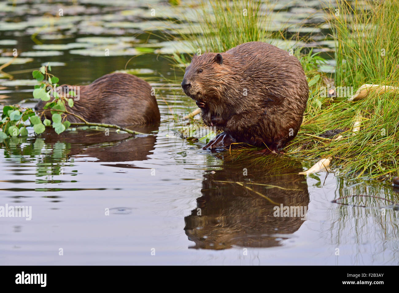Biber Fell Stockfotos und -bilder Kaufen - Alamy