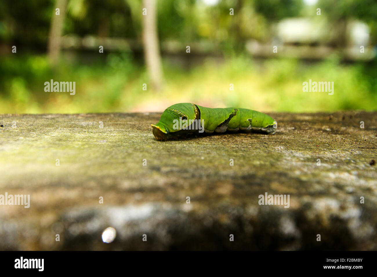 Blaue mormonenraupe -Fotos und -Bildmaterial in hoher Auflösung – Alamy