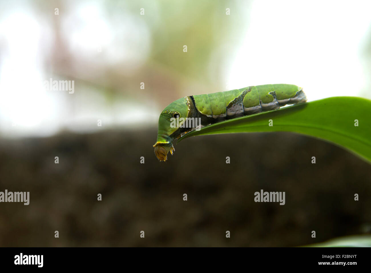 Gemeine rosenraupe -Fotos und -Bildmaterial in hoher Auflösung – Alamy
