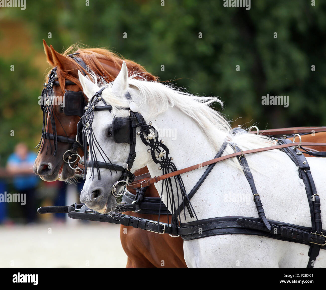 Wagen galoppieren seite -Fotos und -Bildmaterial in hoher Auflösung – Alamy