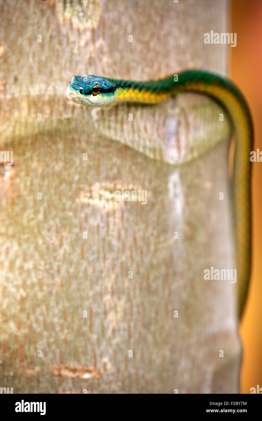 Lora oder Papagei Schlange (Leptophis Ahaetulla), Erwachsene auf Baum ...