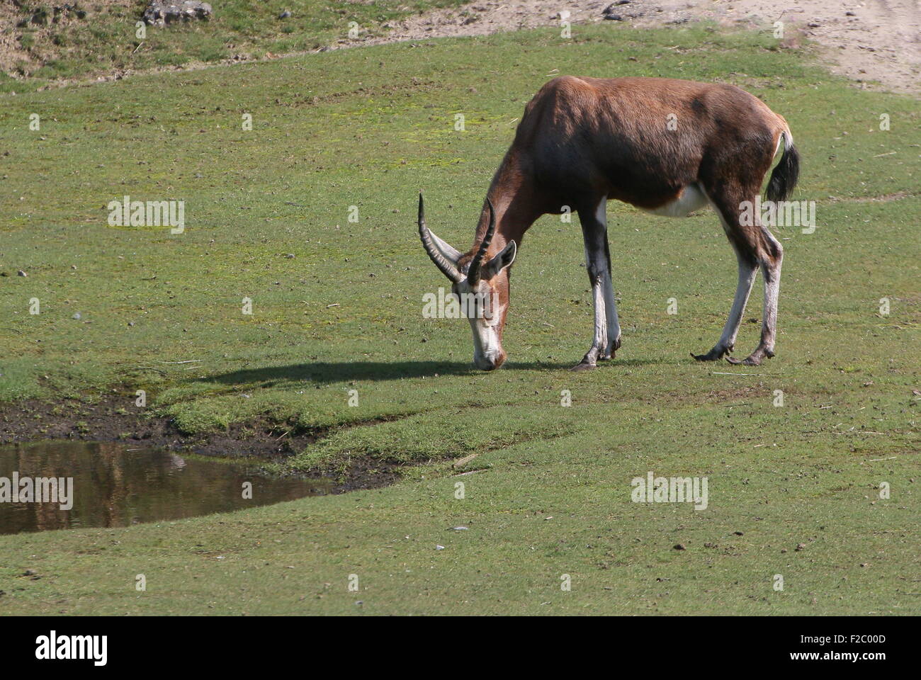 Damaliscus pygargus phillips -Fotos und -Bildmaterial in hoher ...