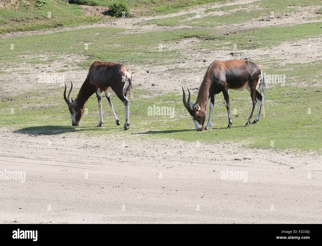 Damaliscus pygargus phillips -Fotos und -Bildmaterial in hoher ...