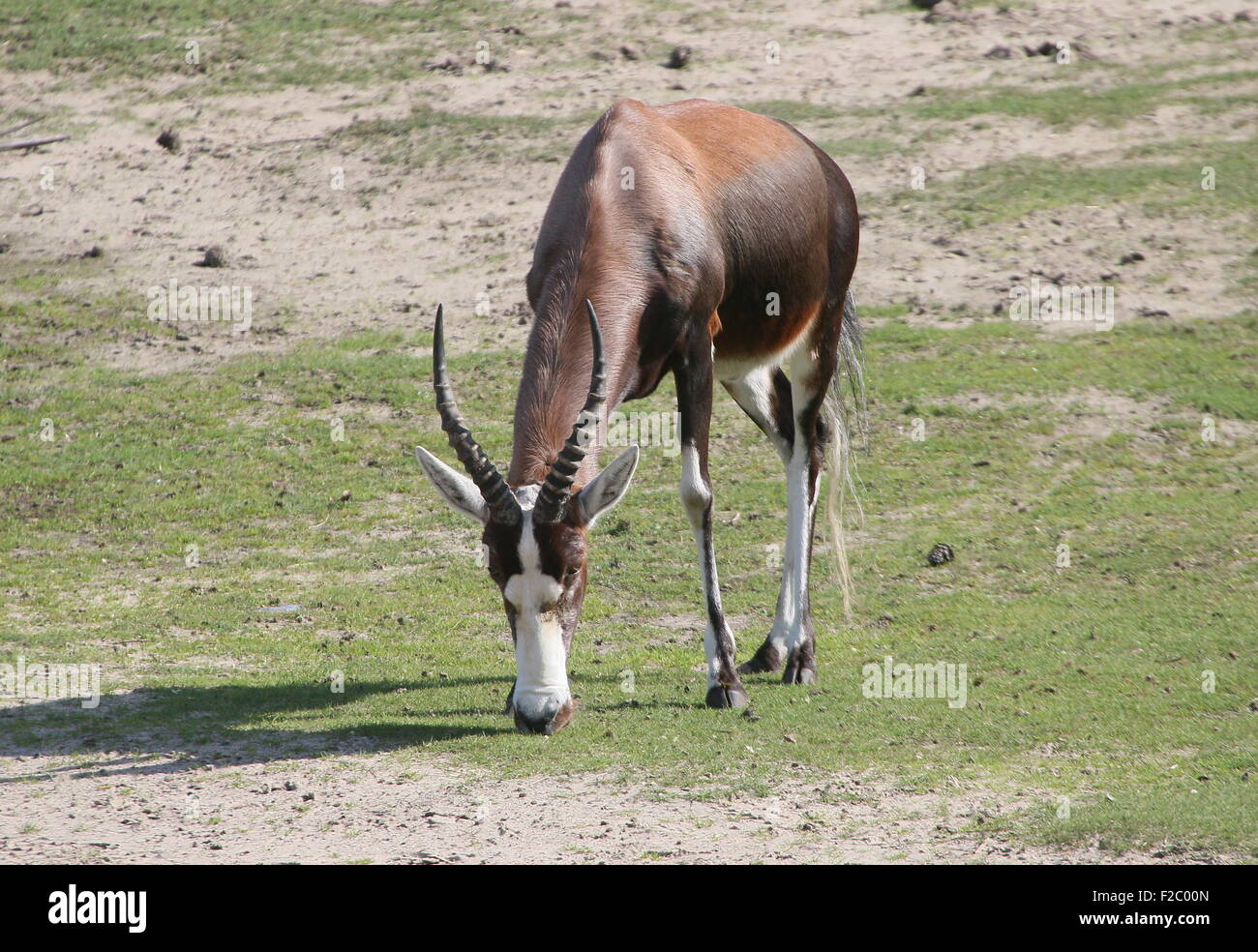 Damaliscus pygargus phillips -Fotos und -Bildmaterial in hoher ...