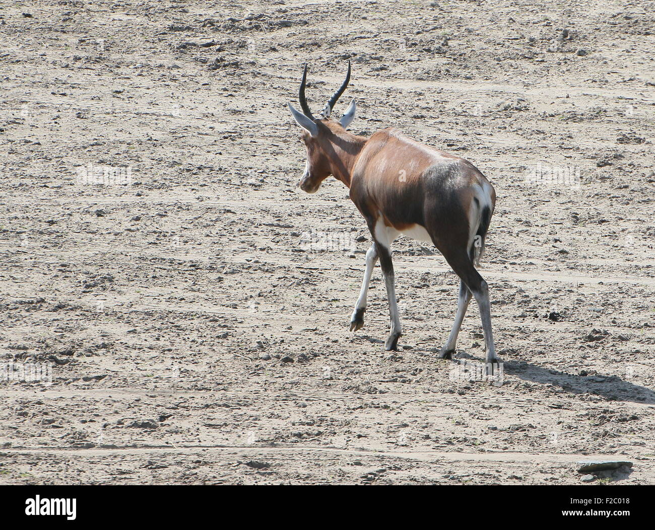 Damaliscus pygargus phillips -Fotos und -Bildmaterial in hoher ...