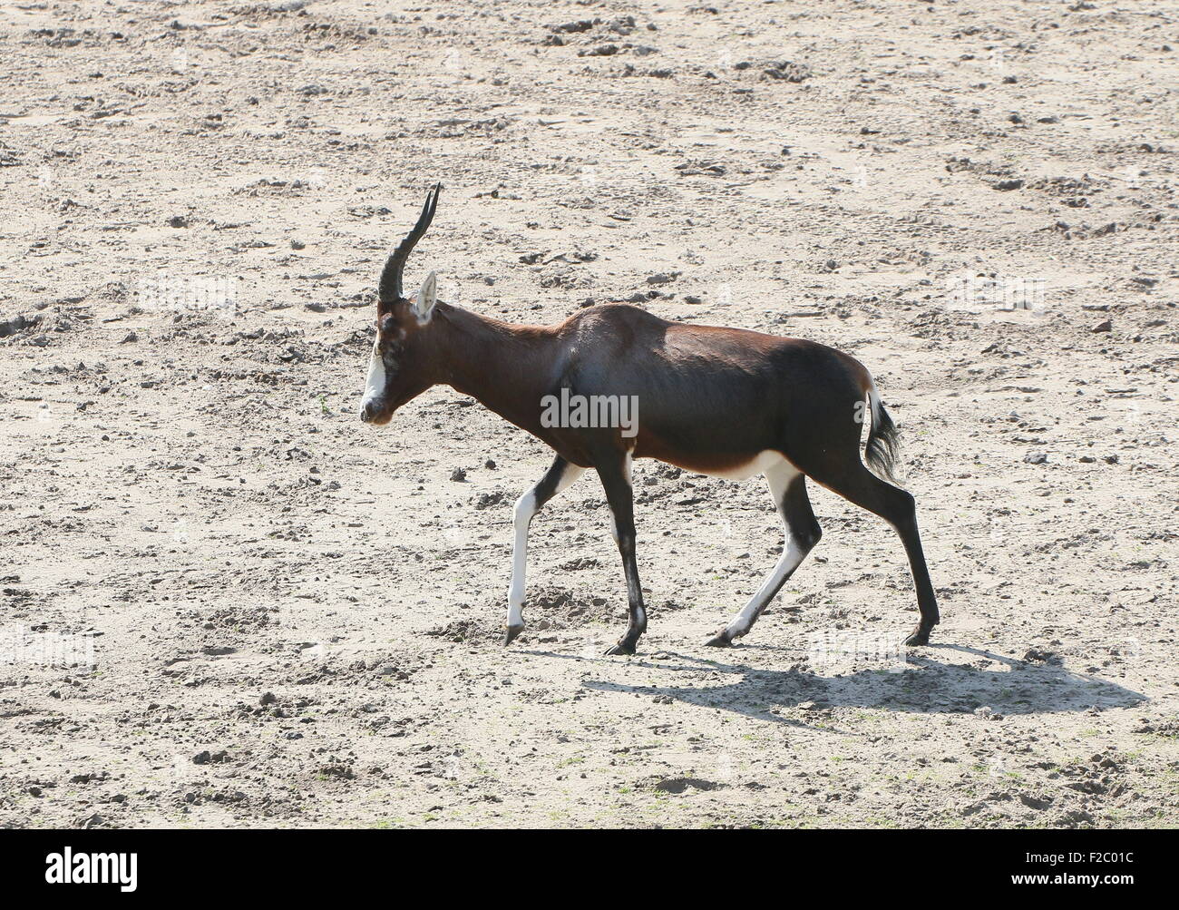 Damaliscus pygargus phillips -Fotos und -Bildmaterial in hoher ...