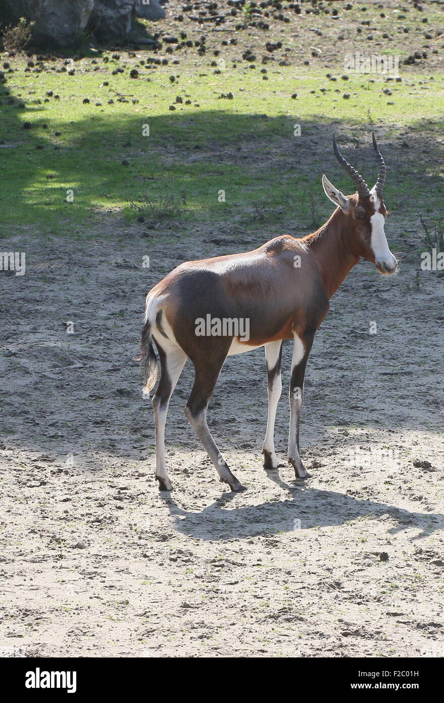 Damaliscus pygargus phillips -Fotos und -Bildmaterial in hoher ...