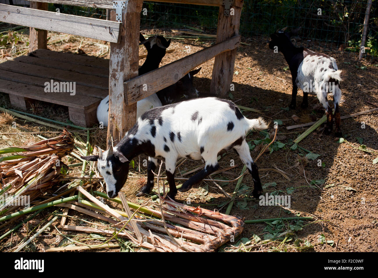 Alpensteinbock Capra Steinbock In Felswand Stockfotos und -bilder ...