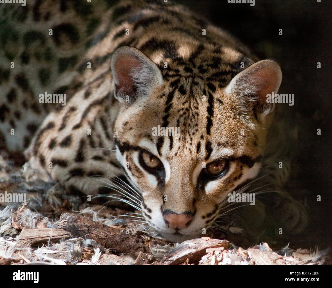 Ozelot (pardalis Pardalis Stockfotografie - Alamy
