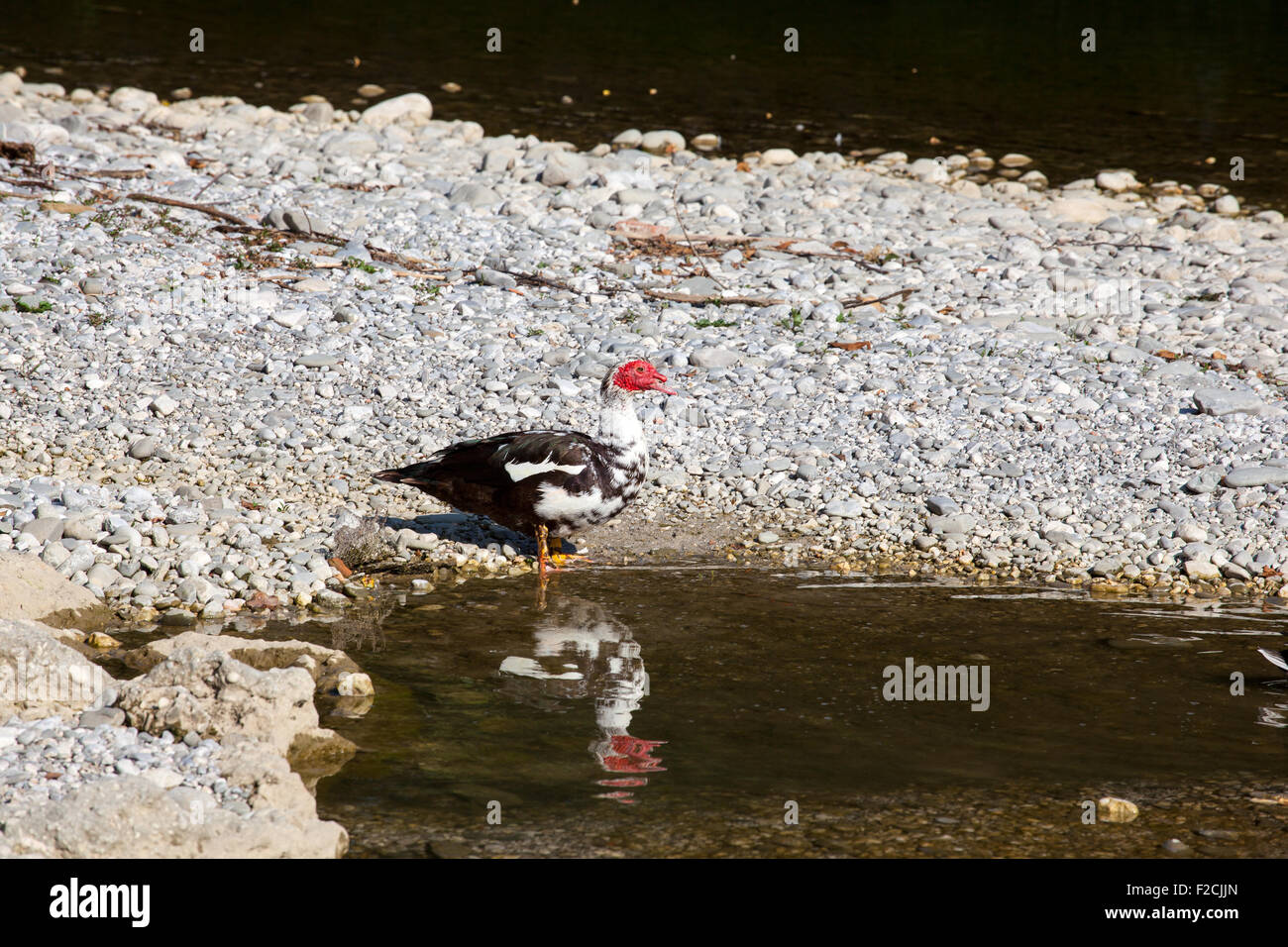 Foto ente -Fotos und -Bildmaterial in hoher Auflösung – Alamy