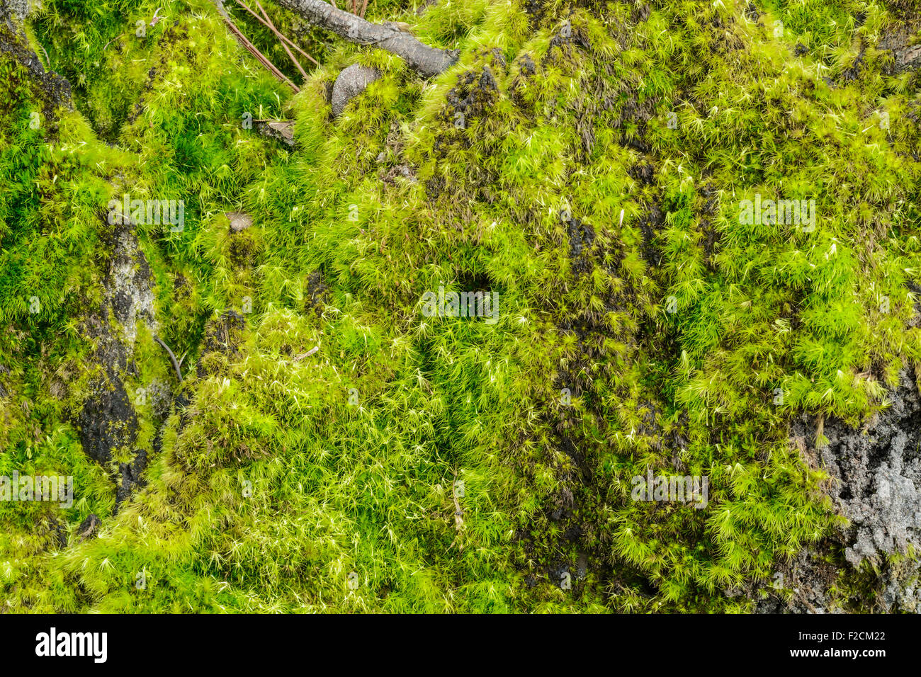 Moos am baum -Fotos und -Bildmaterial in hoher Auflösung – Alamy