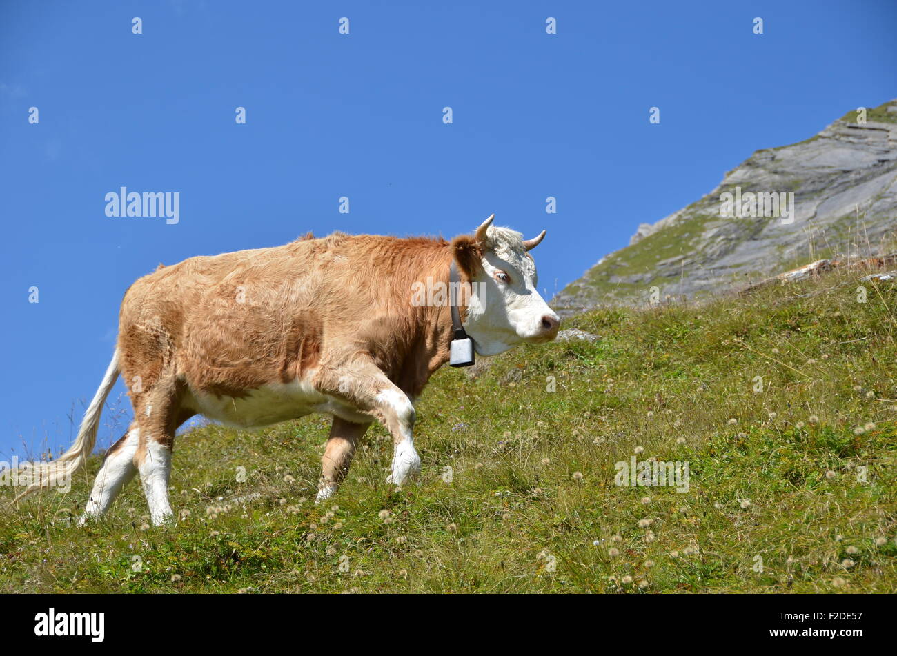 Schweiz kuh wiese -Fotos und -Bildmaterial in hoher Auflösung – Alamy