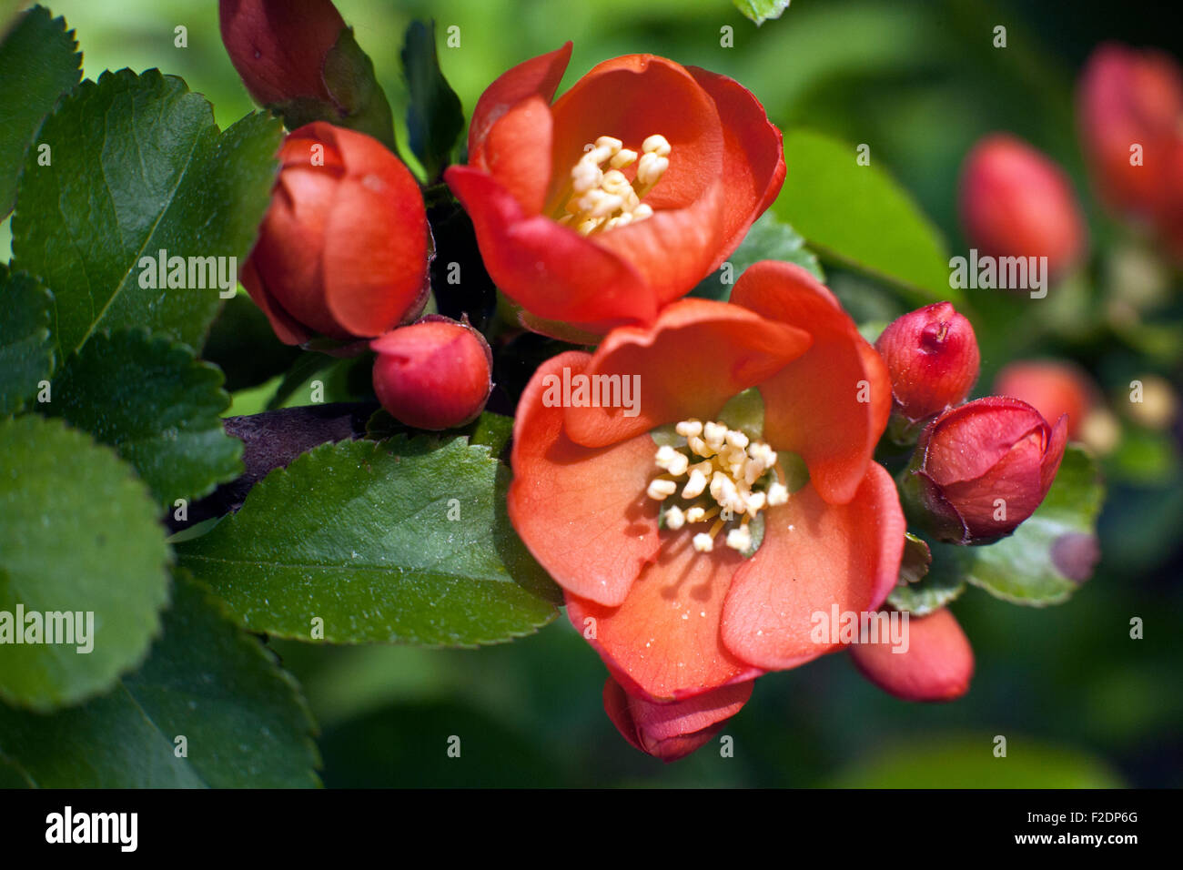 Maules Quitte oder japanische Quitte Chaenomeles Japonica Blumen blühen ...