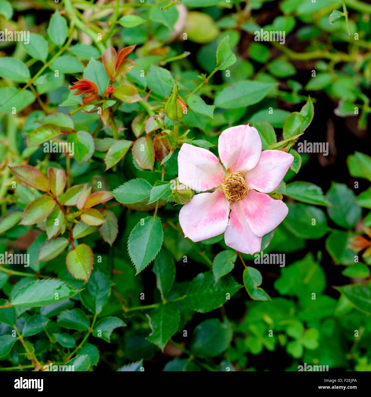 Bodendecker Rosen, Rosa Happy Chappy, Rosa Interhappy PP19646. Eine ...