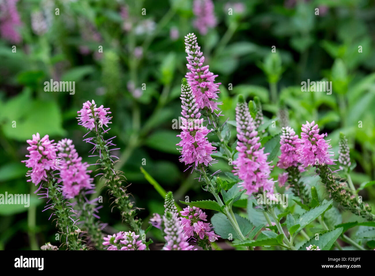 Arcado rosa agastache ysop -Fotos und -Bildmaterial in hoher Auflösung ...