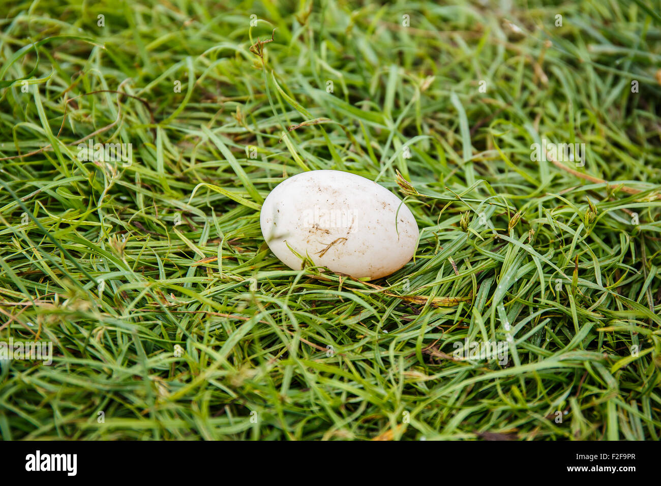 Ente auf dem nest -Fotos und -Bildmaterial in hoher Auflösung – Alamy