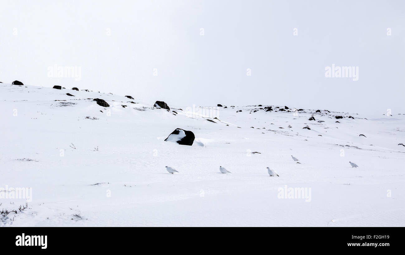 Lappland vögel -Fotos und -Bildmaterial in hoher Auflösung – Alamy