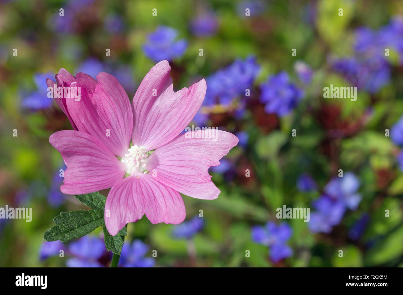 Malva moschata rosea -Fotos und -Bildmaterial in hoher Auflösung – Alamy