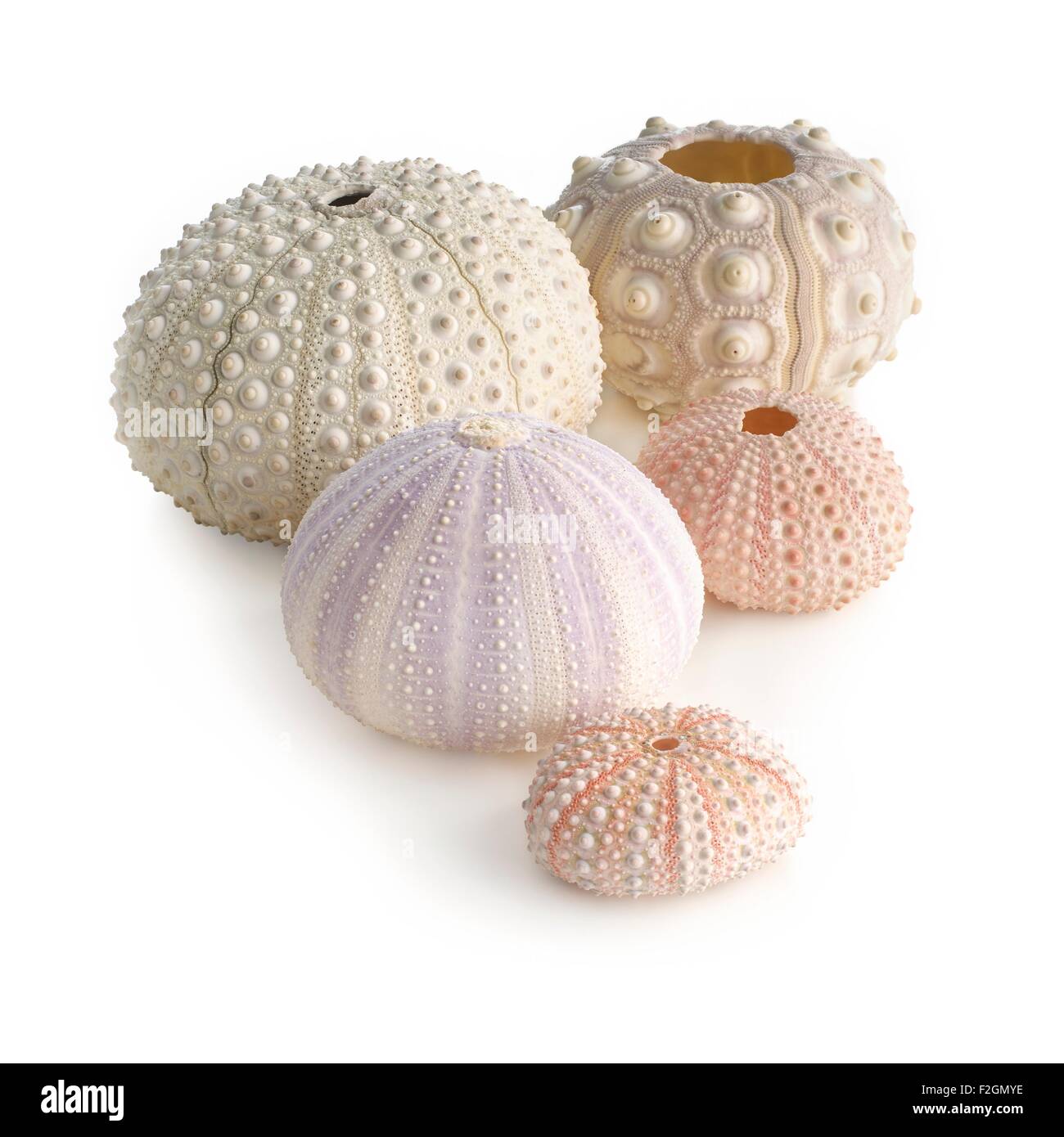 Seeigel hautnah -Fotos und -Bildmaterial in hoher Auflösung – Alamy