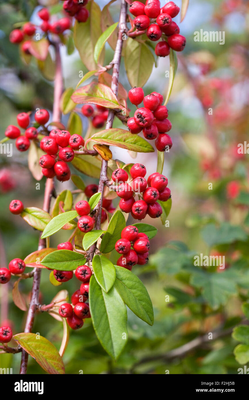 Cotoneaster hybridus pendulus -Fotos und -Bildmaterial in hoher ...
