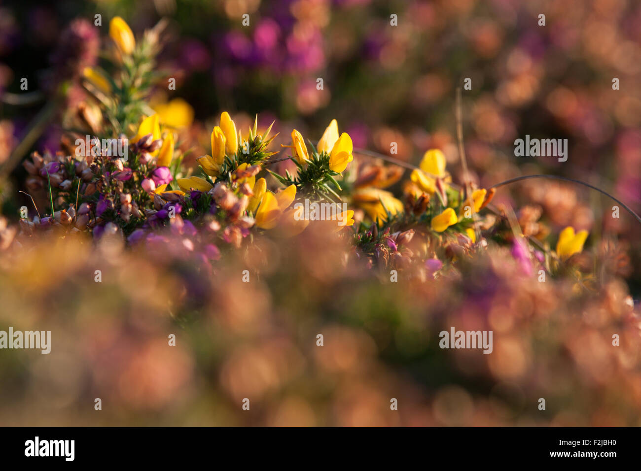 Wild yellow gorse -Fotos und -Bildmaterial in hoher Auflösung - Seite 3 ...
