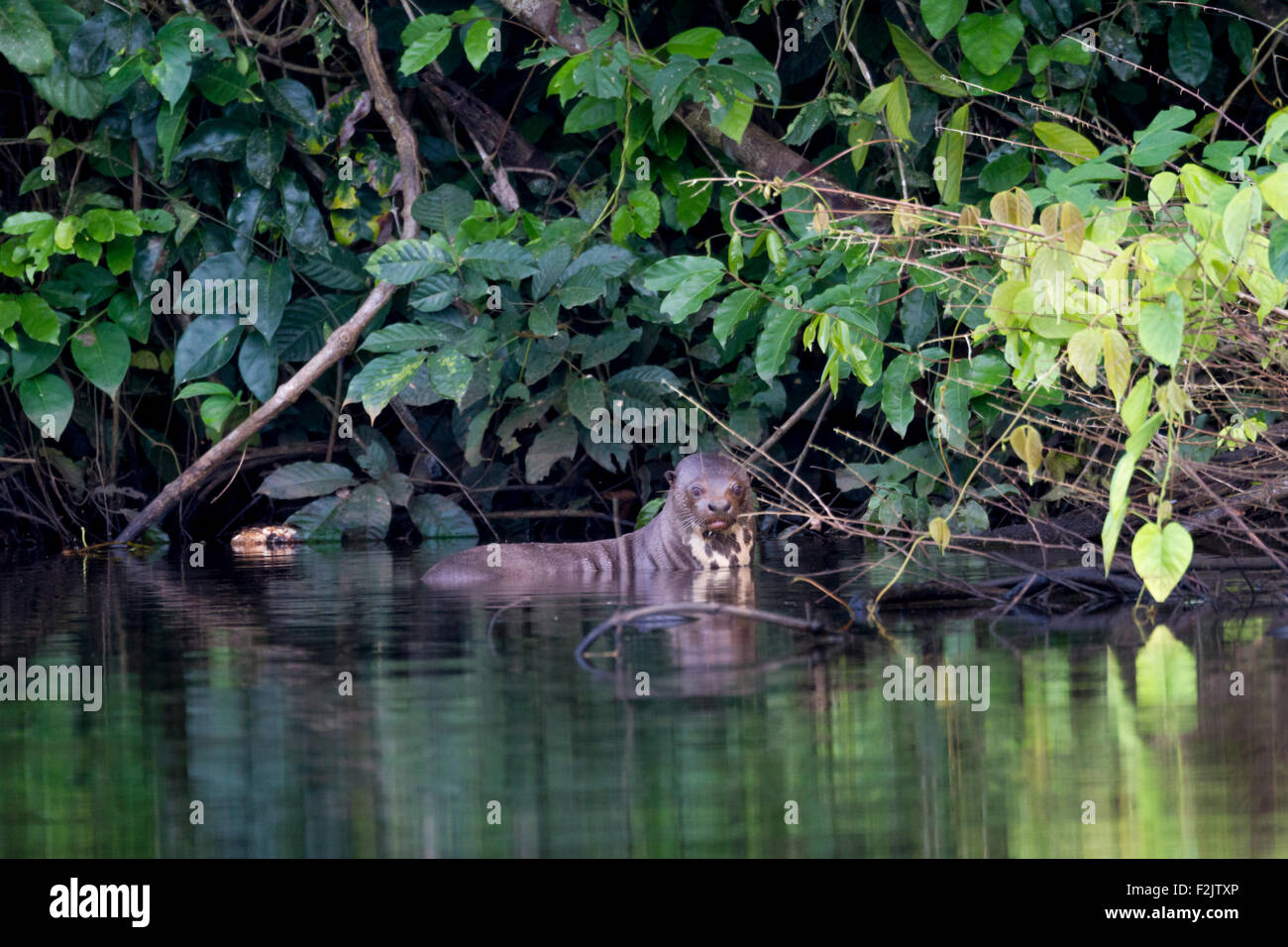 Otter amazonas peru schwimmen tierwelt -Fotos und -Bildmaterial in ...