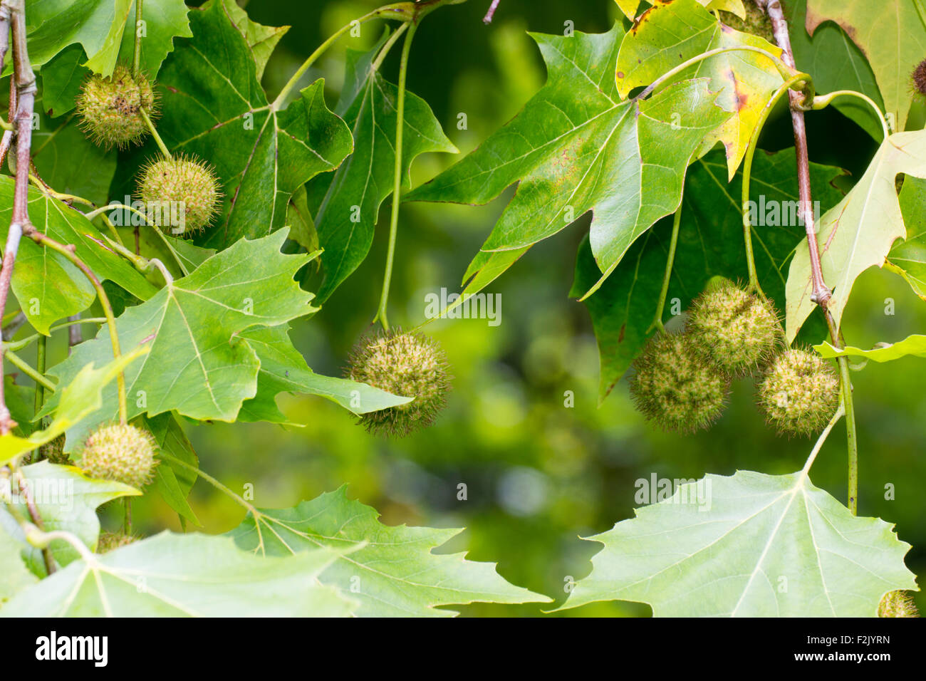 The london plane or hybrid plane platanus hispanica -Fotos und ...