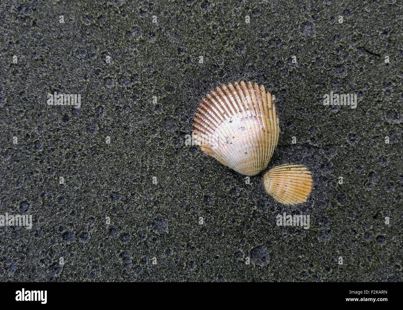 Zwei muscheln strand -Fotos und -Bildmaterial in hoher Auflösung – Alamy