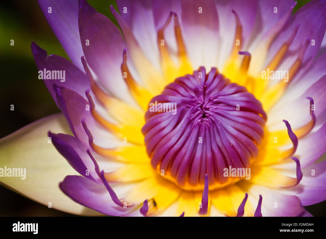 Closed Lotus Flowers Stockfotos & Closed Lotus Flowers Bilder - Alamy