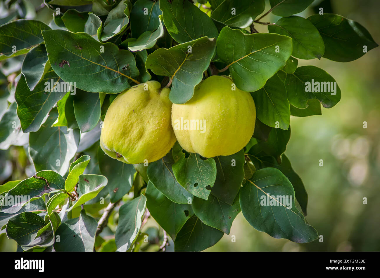 Quince Fruit Tree Stockfotos und -bilder Kaufen - Alamy