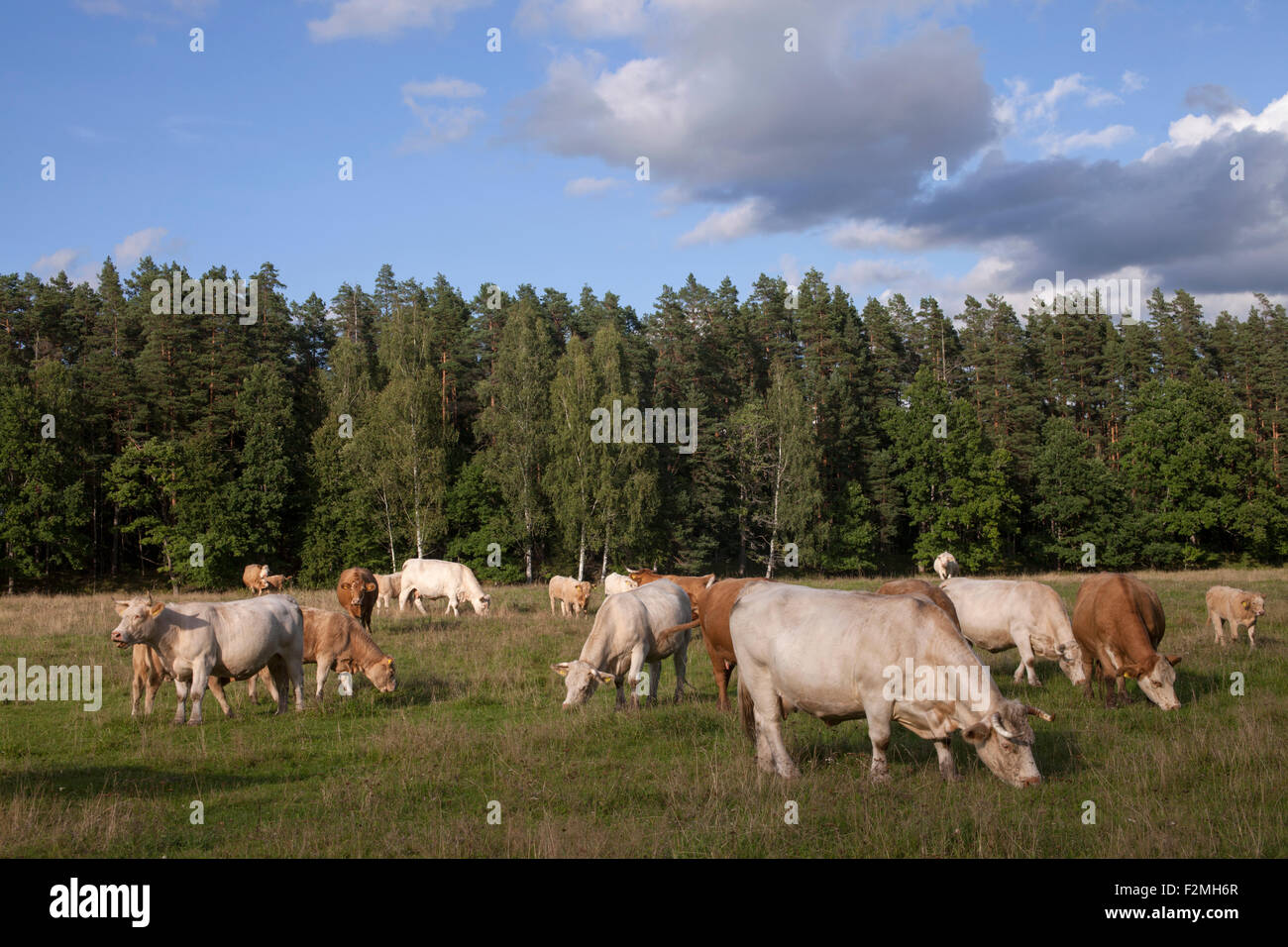 Weidende viehherde -Fotos und -Bildmaterial in hoher Auflösung – Alamy