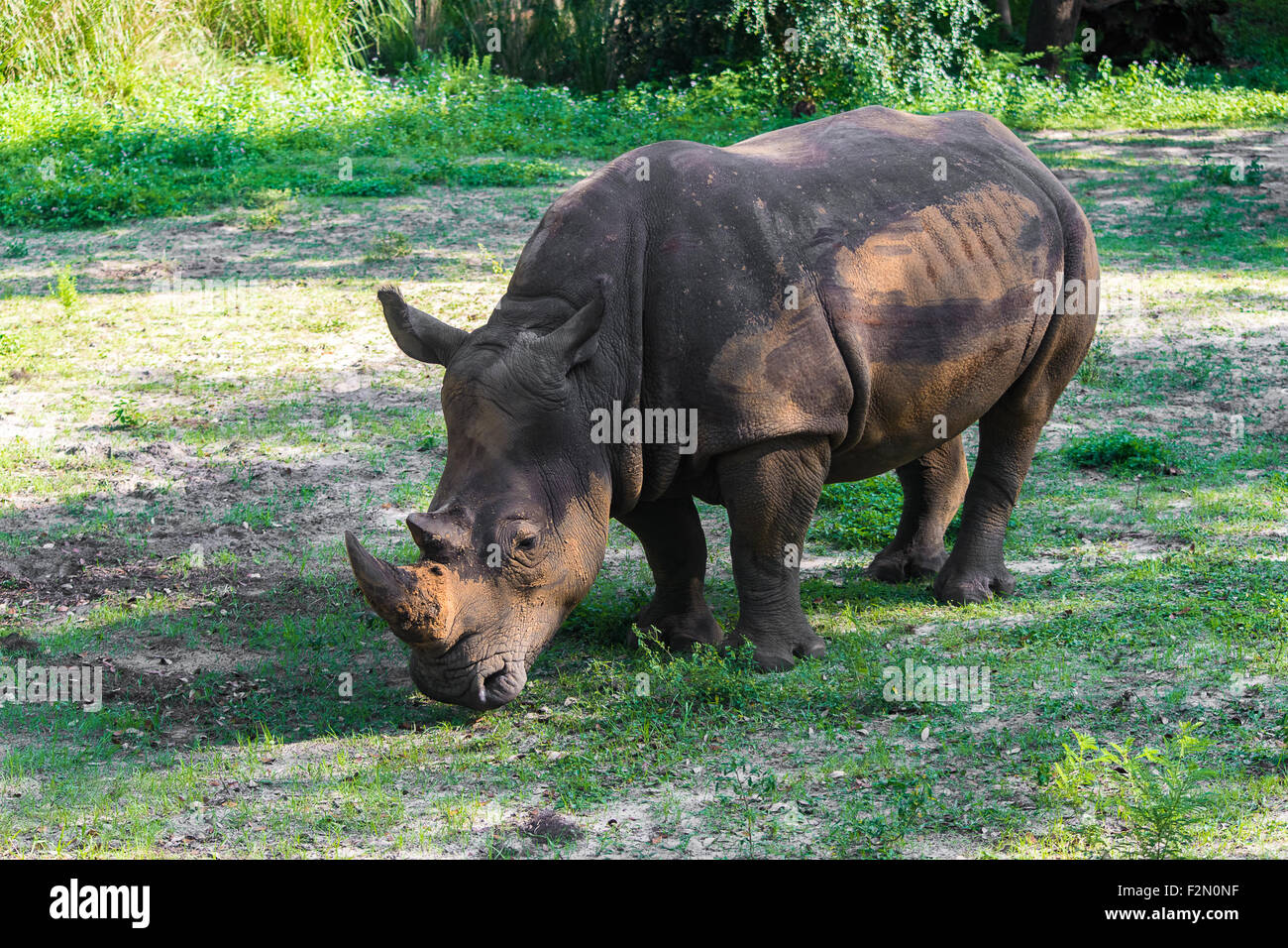 Schwarzer nashorn hintergrund -Fotos und -Bildmaterial in hoher Auflösung – Alamy