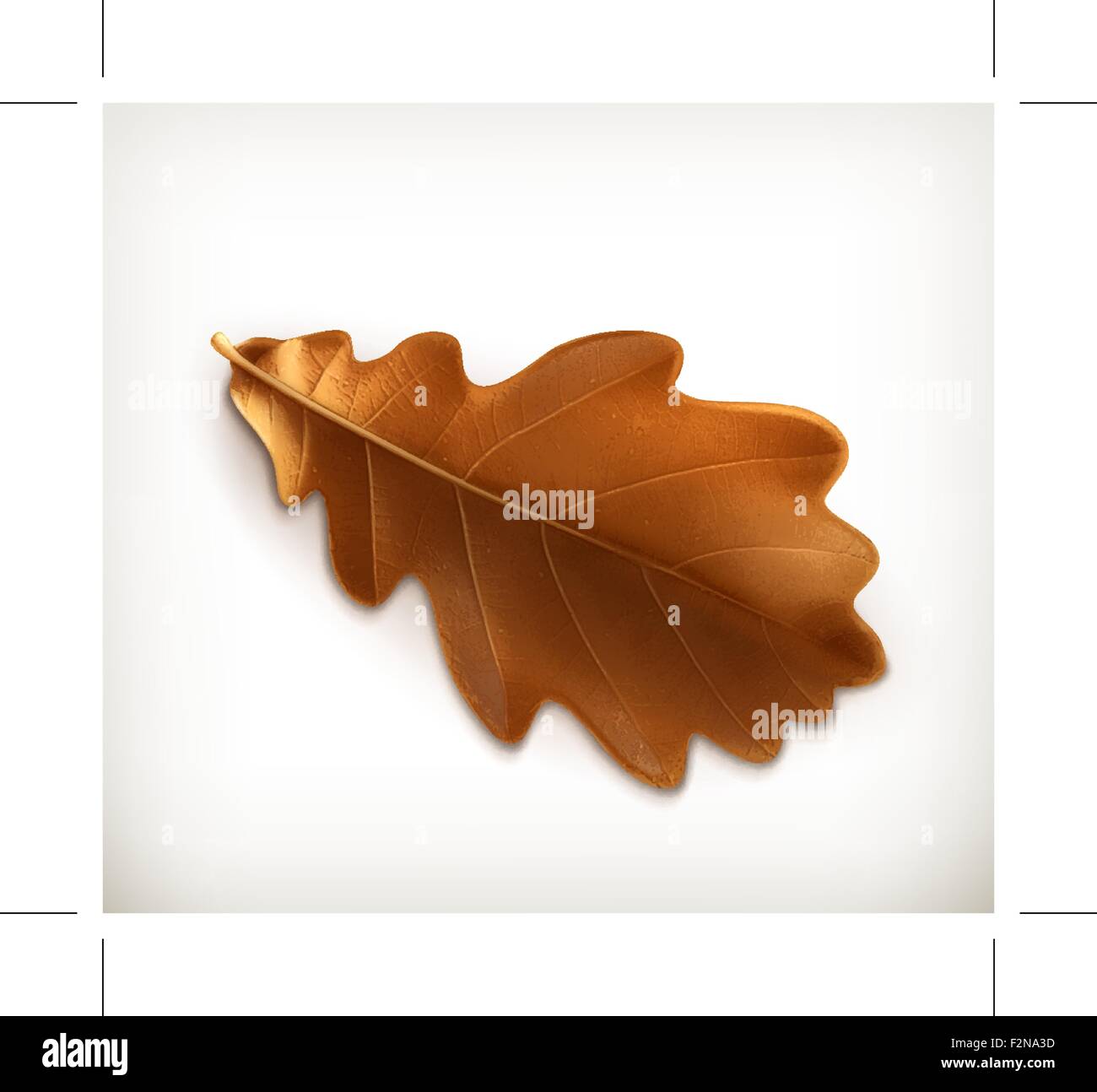 Eichenwald detail Stock-Vektorgrafiken kaufen - Alamy