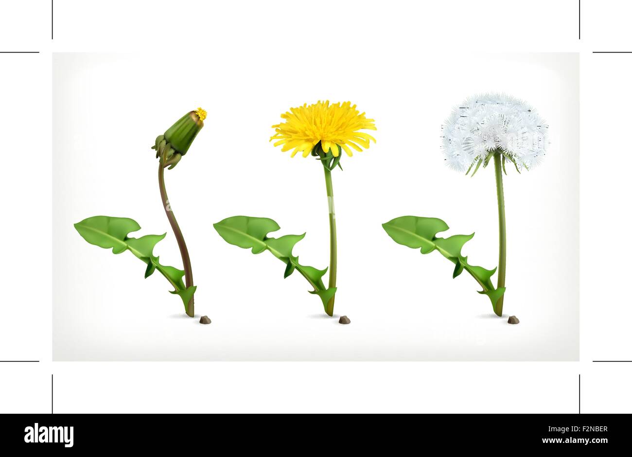 Wildblumenwiese detail Stock-Vektorgrafiken kaufen - Alamy