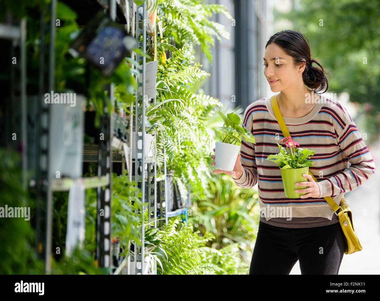 Lateinamerikanische Pflanzen Stockfotos und -bilder Kaufen - Alamy