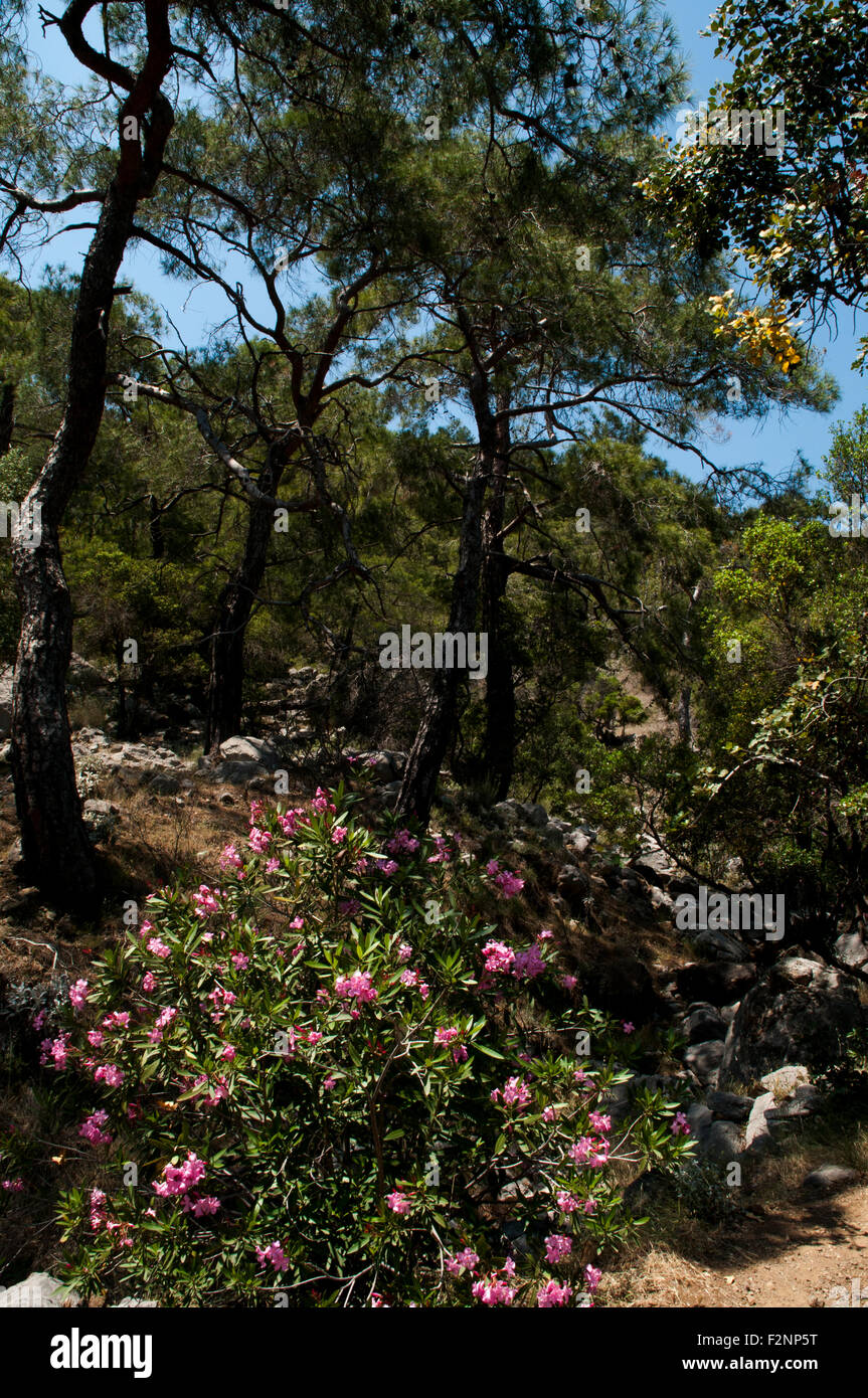Mount chimaera -Fotos und -Bildmaterial in hoher Auflösung – Alamy