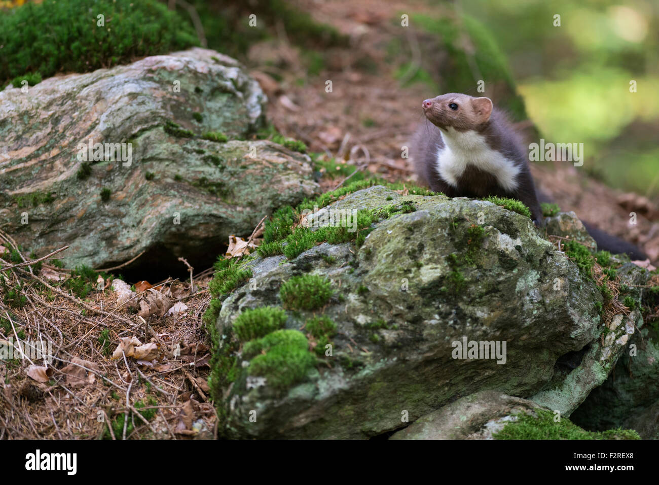 Stein marder -Fotos und -Bildmaterial in hoher Auflösung – Alamy