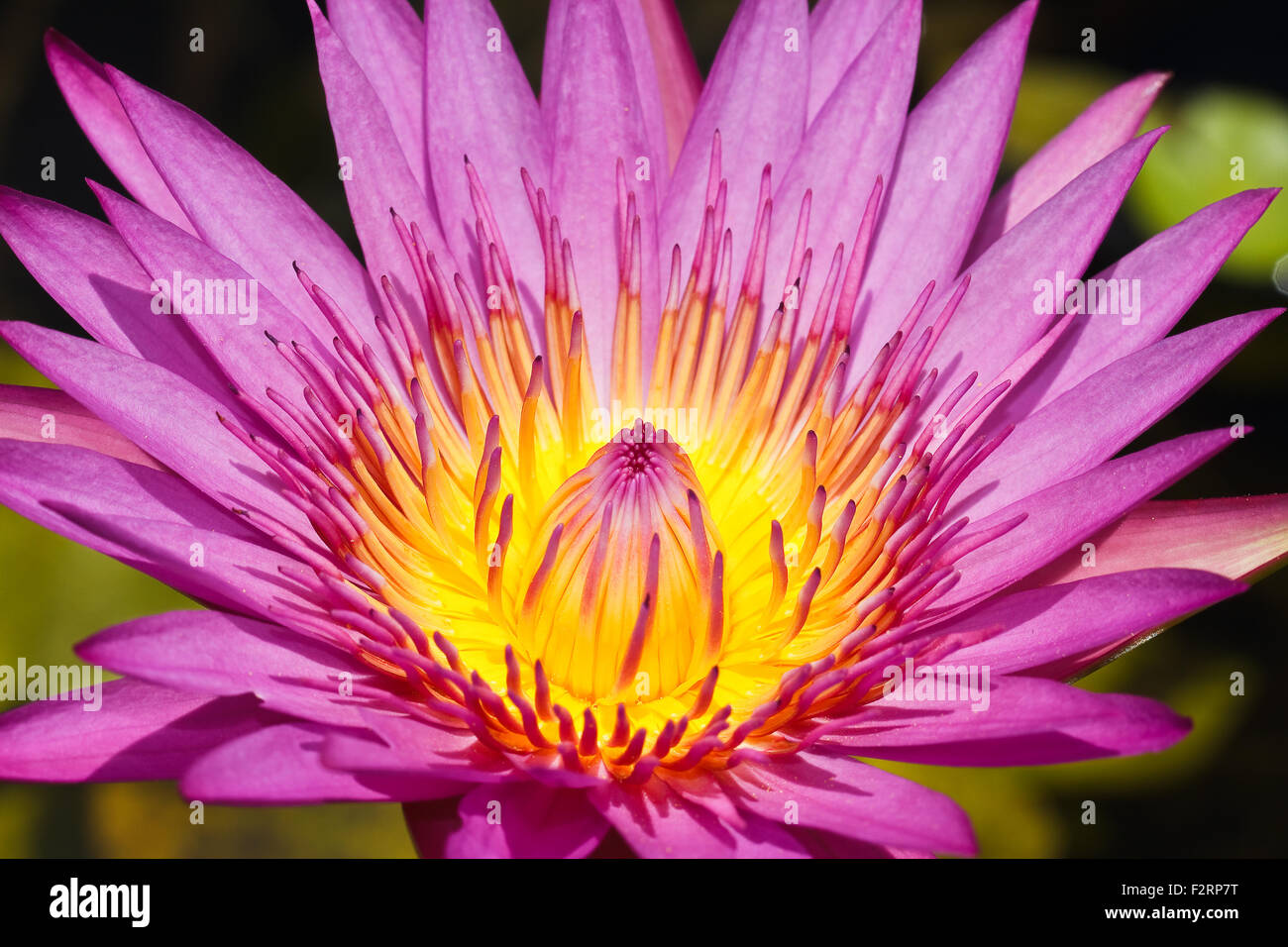 Closed Lotus Flowers Stockfotos & Closed Lotus Flowers Bilder - Alamy
