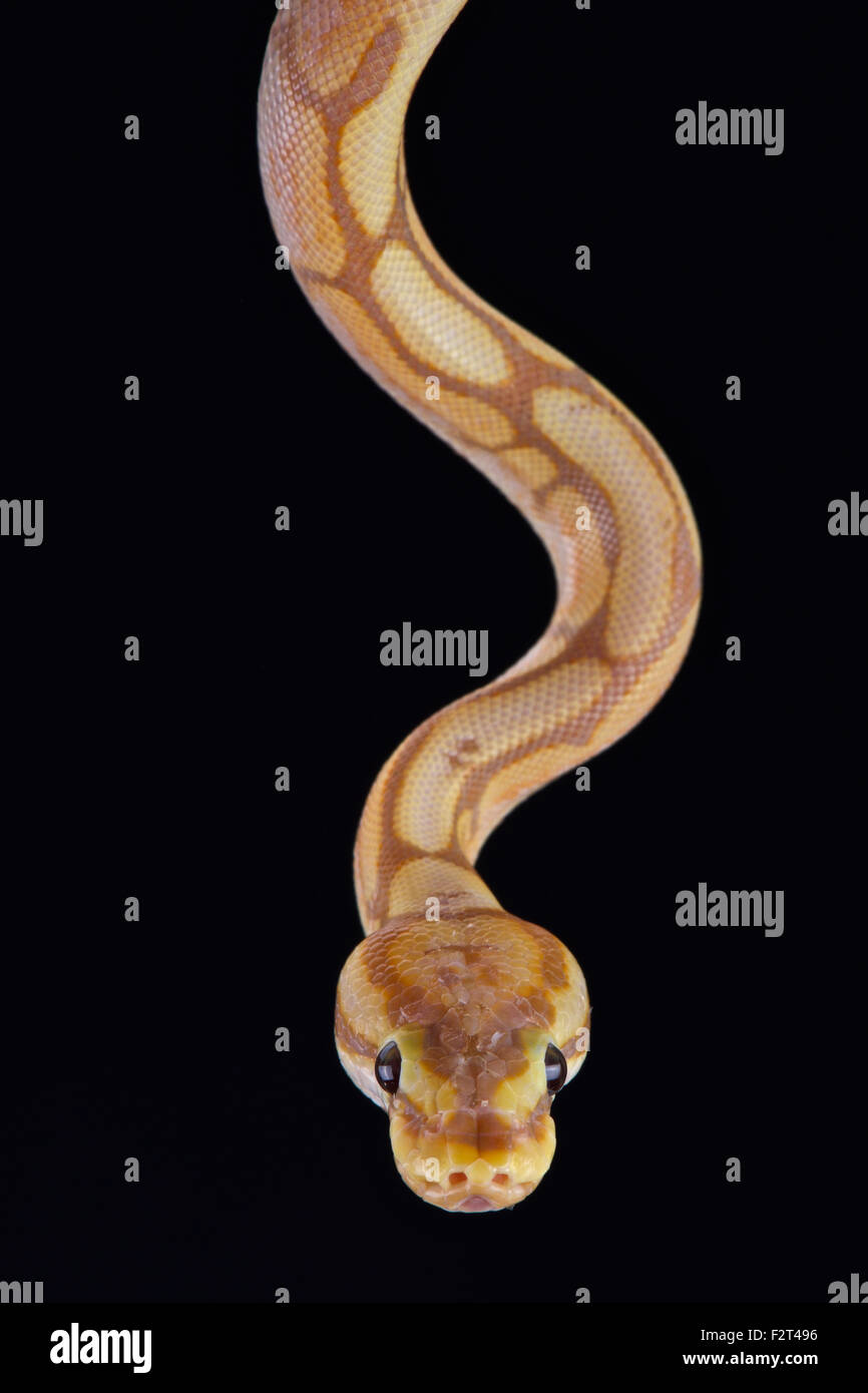 Die python -Fotos und -Bildmaterial in hoher Auflösung – Alamy