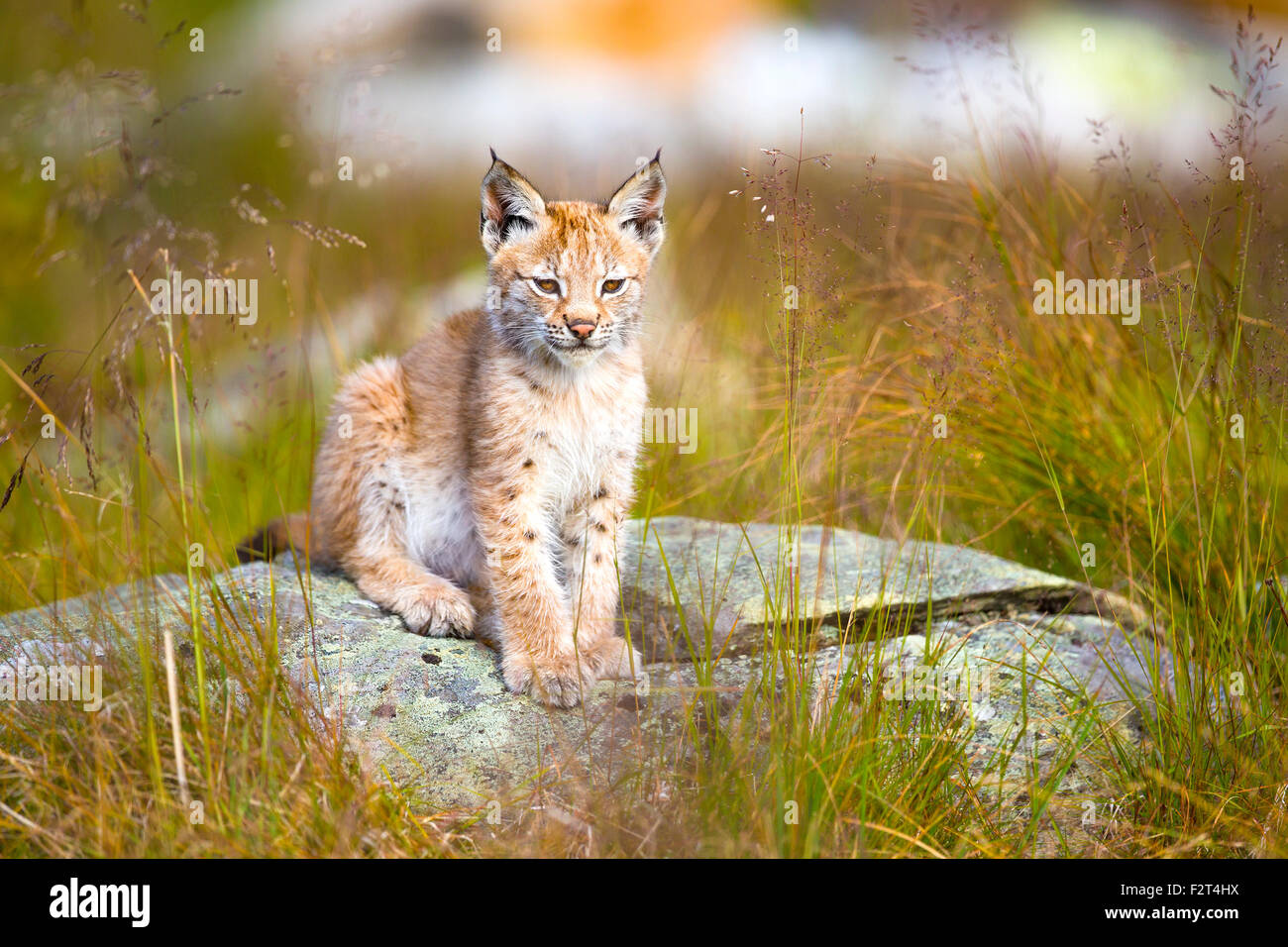 Luchs junges -Fotos und -Bildmaterial in hoher Auflösung – Alamy