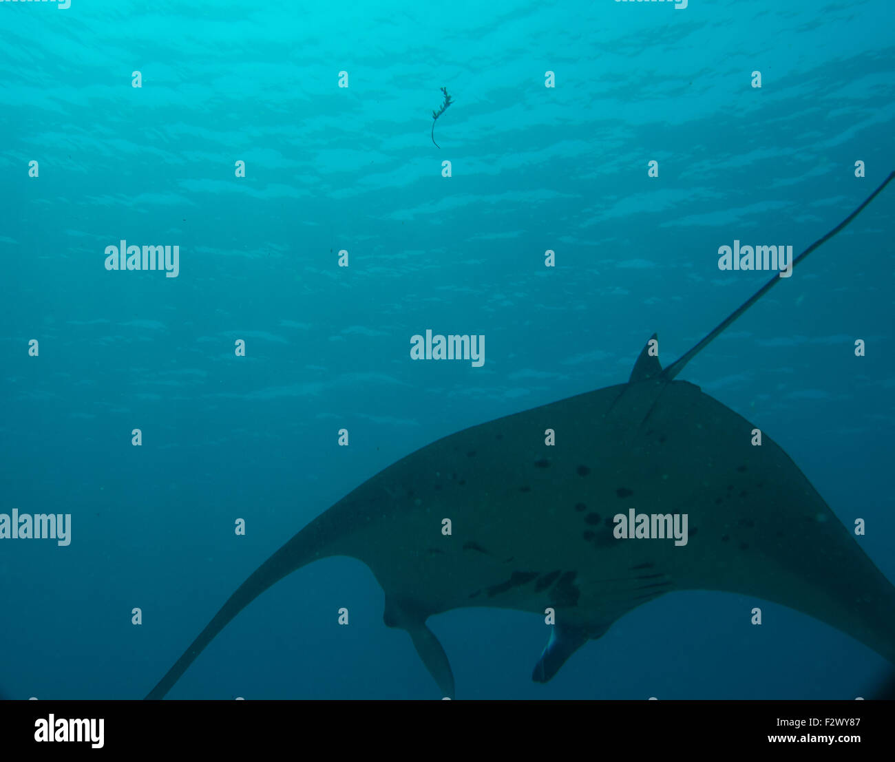 Manta komodo -Fotos und -Bildmaterial in hoher Auflösung – Alamy