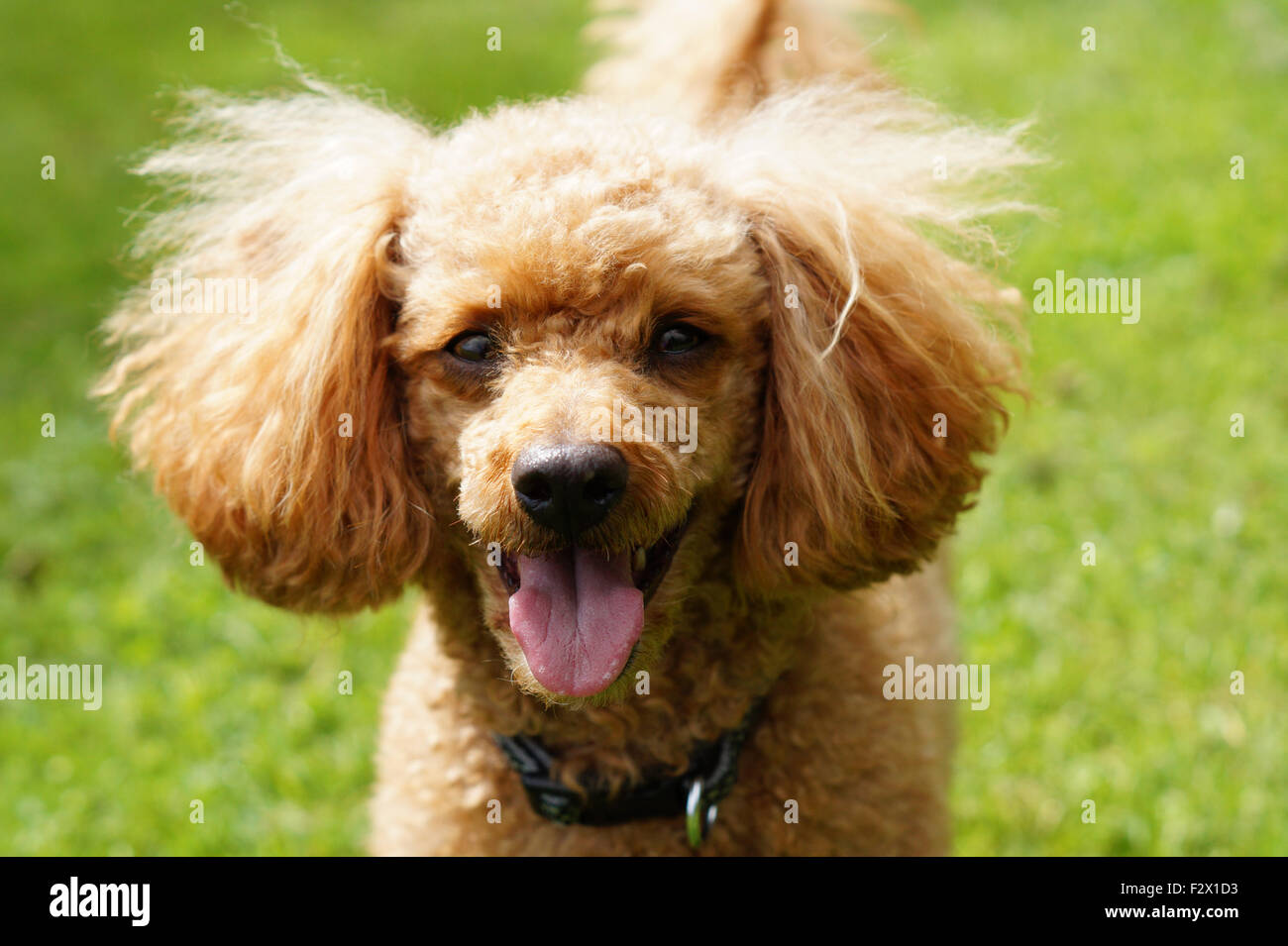 Pudel toy -Fotos und -Bildmaterial in hoher Auflösung - Seite 2 - Alamy