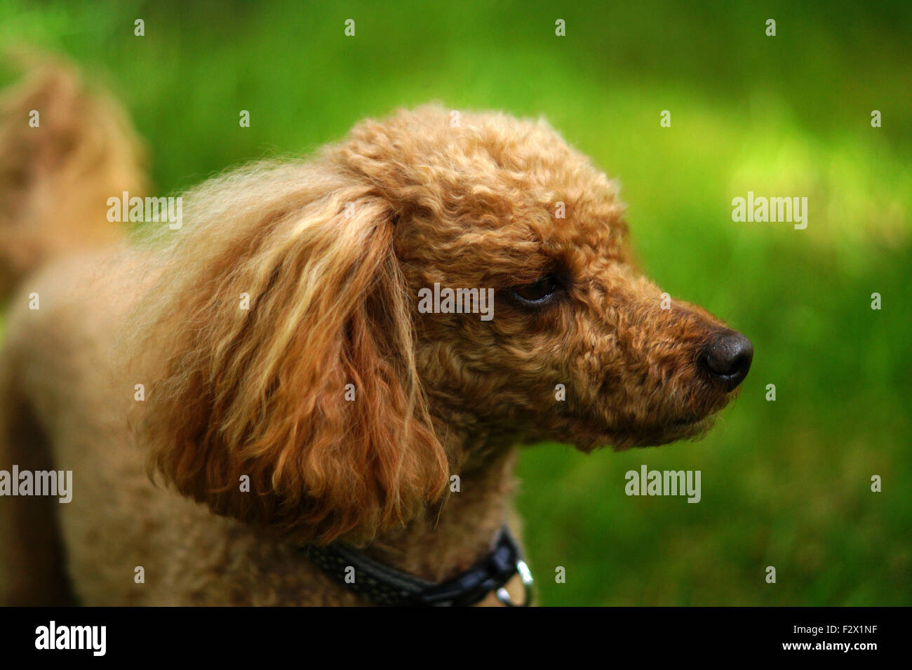 Poodle brown -Fotos und -Bildmaterial in hoher Auflösung – Alamy