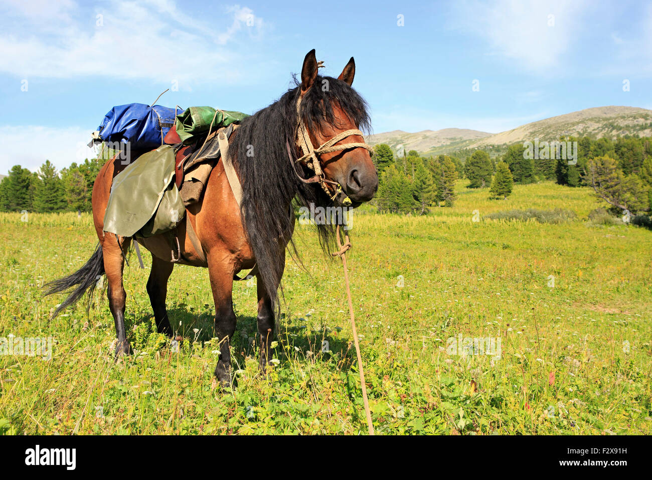 Pferd beladen -Fotos und -Bildmaterial in hoher Auflösung – Alamy
