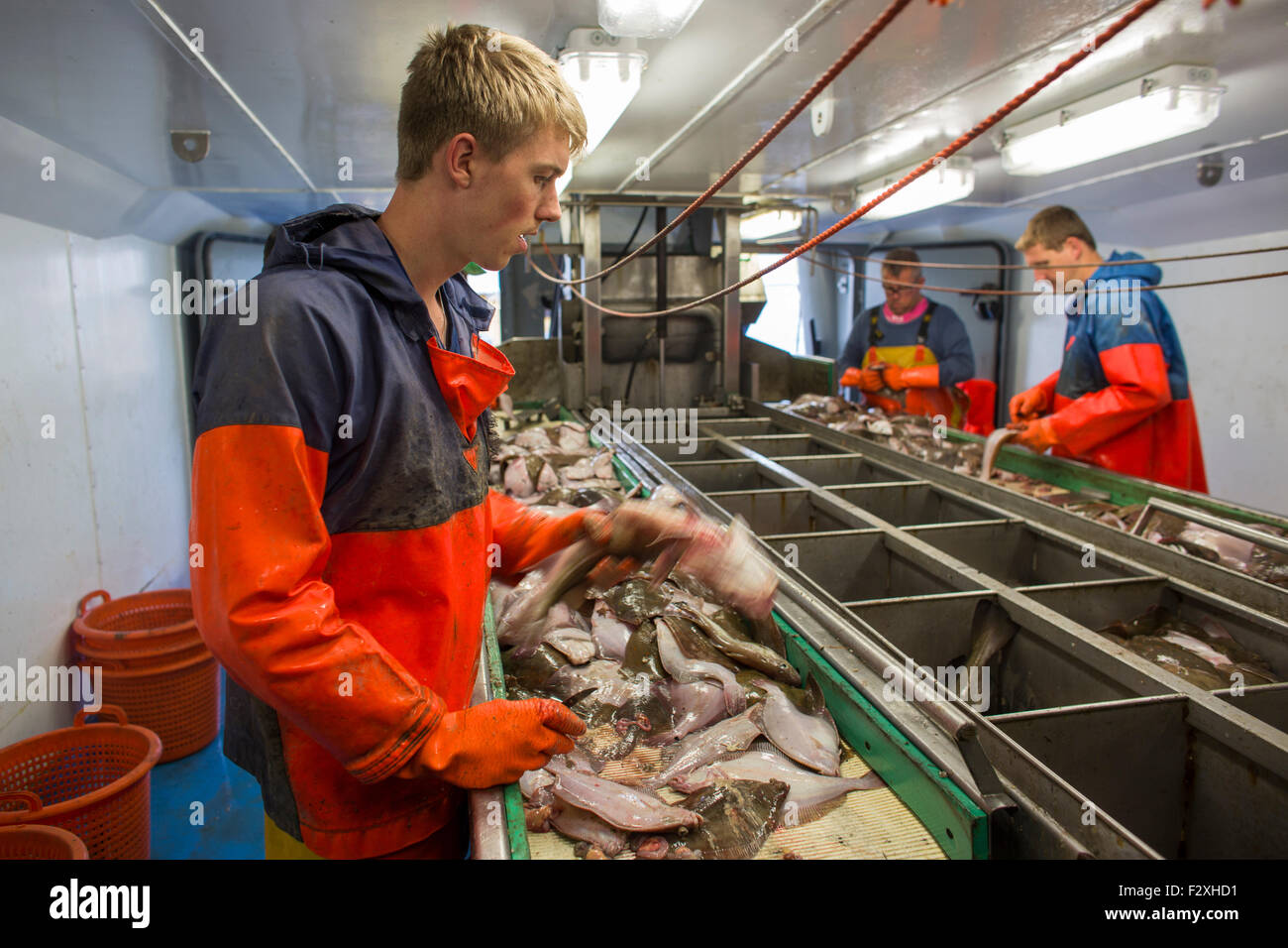 Niederländische Fischereifahrzeug Angeln an der Nordsee für Seezunge ...
