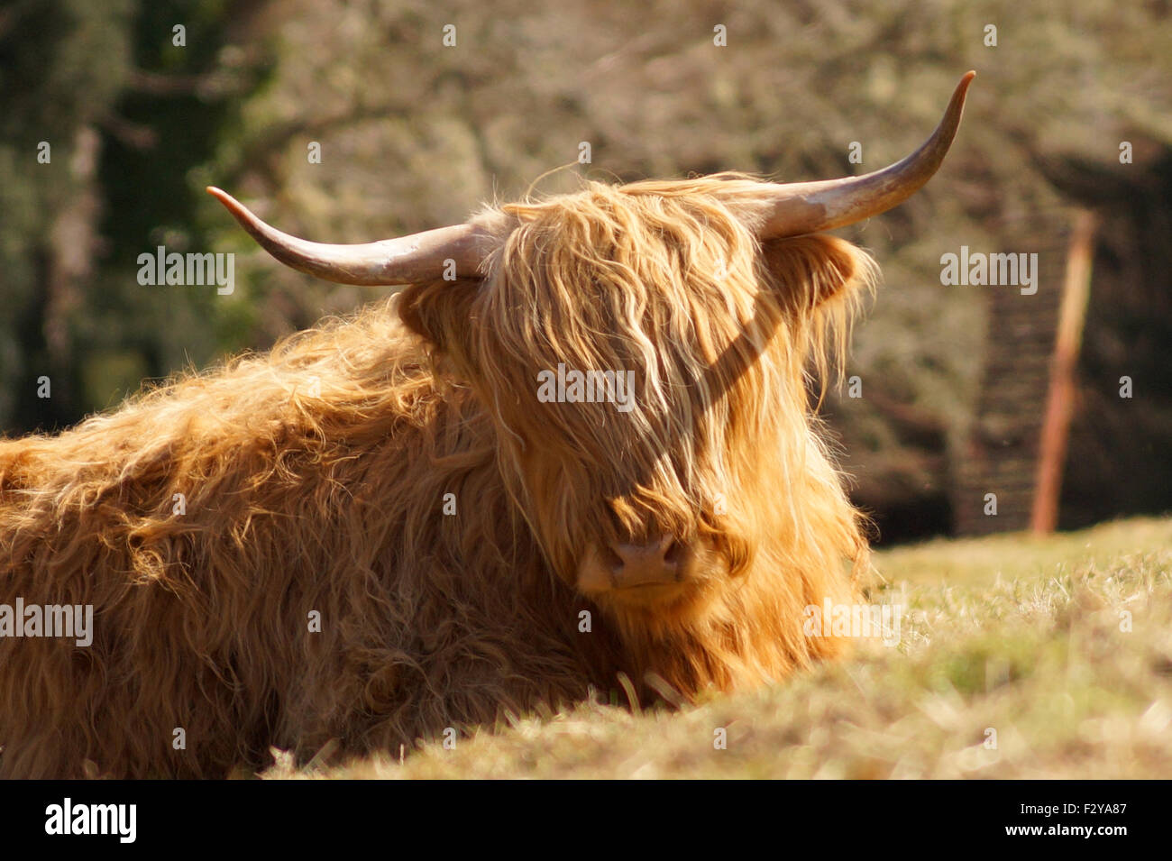 Blond Haarig Stockfotos und -bilder Kaufen - Alamy